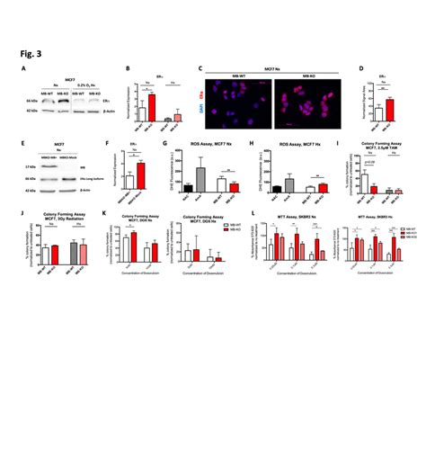 Myoglobin Interferes With Estrogen Receptor Expression Ros Generation Download Scientific