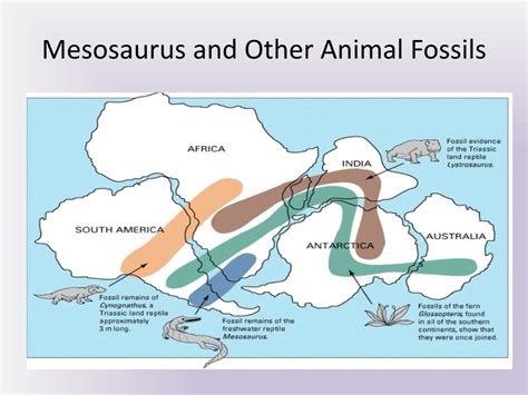 Ppt Alfred Wegeners Evidence Powerpoint Presentation Free Download Id 5516203