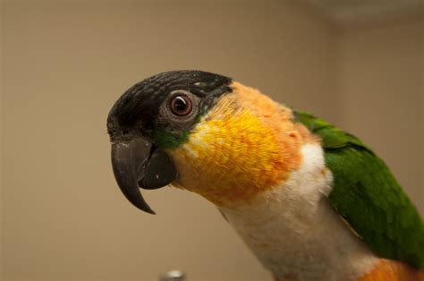 caiques