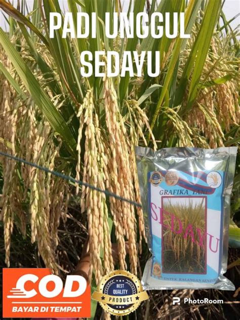 Benih Padi Sedayu Kemasan Kg Lazada Indonesia