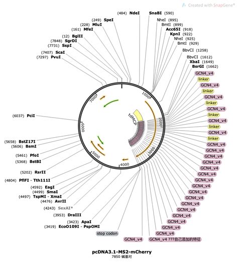Addgene Pcdna Tdmcp 24xgcn4