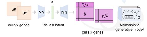 Bivi Biophysical Modeling With Variational Autoencoders — Pachter Lab