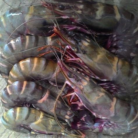 Jual Udang Tiger Papua Jumbo Shopee Indonesia