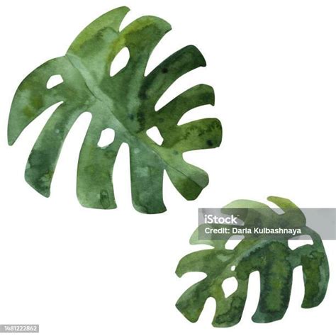 열대 나뭇잎의 손으로 그린 수채화 그림 몬스 테라 식물의 녹색 잎입니다 이국적인 식물의 여름 식물 그림입니다 카드 초대장 섬유 포장지 벽지 블로그 광고에 대한 스톡 벡터