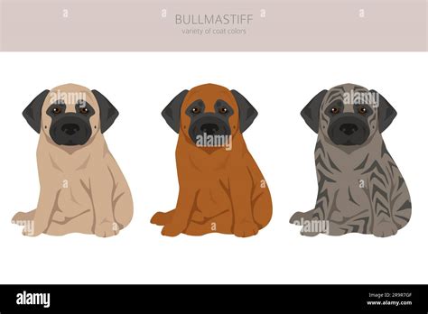 Bullmastiff Puppies Clipart All Coat Colors Set All Dog Breeds