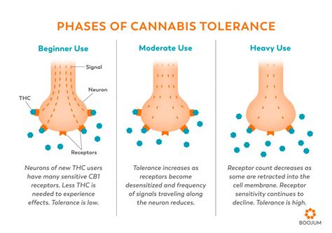 Drug Tolerance Directly Observing Therapy A New View Of Drug