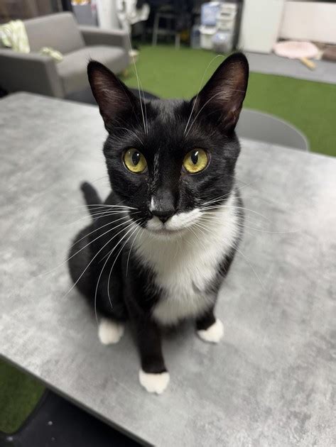 코리안 숏 헤어 네오 고양이 책임분양 아이조아 유기방지입양 파양 강아지보호소 고양이보호소 무료분양센터