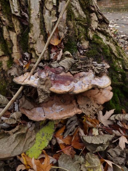 Ganoderma Resinaceum Growth Rate And Ecology Fungi Pictures