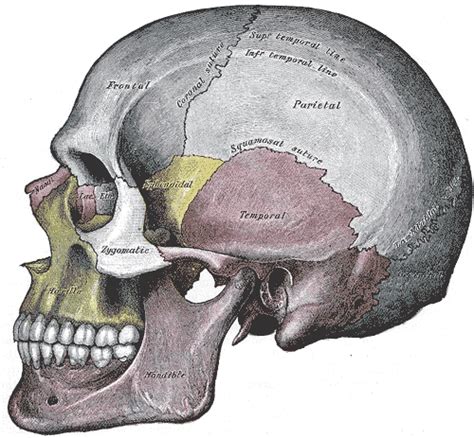 Temporal Bone Wikidoc