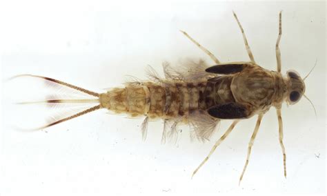 Wet Specimen Macroinvertebrate Test