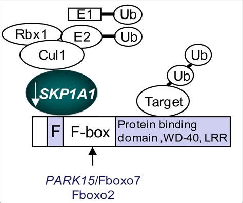 Schematic Diagram Of Ubiquitin E3 Scf Complex And Its Implication In Download Scientific