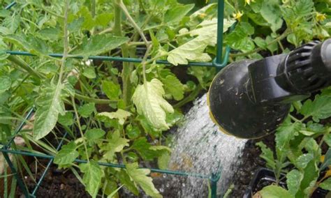 Що додати у воду для поливу томатів корисна добавка Читайте на Ukr Net