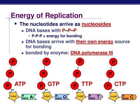 Dna Replication Ppt Download