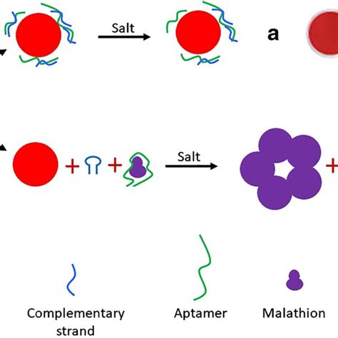 Schematic Representation Of Colorimetric Assay Using Lanthanum Download Scientific Diagram