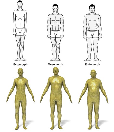 Ectomorph Example