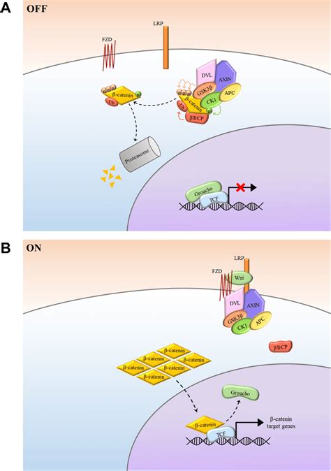 The Wnt β Catenin Signalling Pathway A Wnt Signalling Off The Absence Download Scientific
