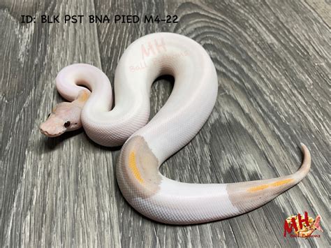 Black Pastel Banana Pied Ball Python by MH Ball Pythons - MorphMarket