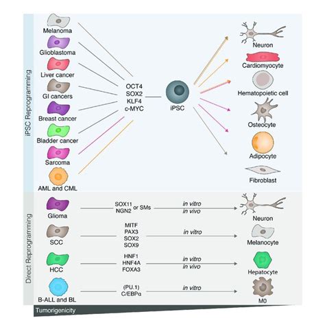 Disrupting Cancer Cell Tumorigenicity With Cellular Reprogramming
