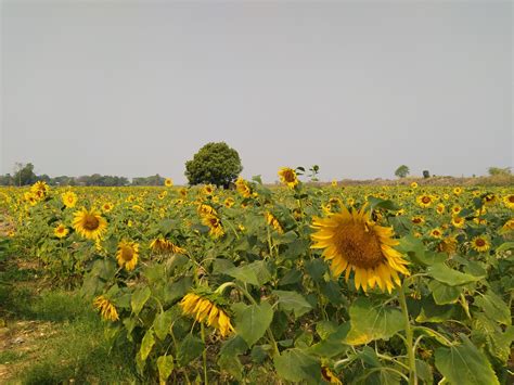 သဲကုန်းမြို့တွင် ဆီထွက်သီးနှံ ဆင်းရွှေကြာ ၂ နေကြာဧကပေါင်း ၁၁၄ ဧက စိုက်ပ