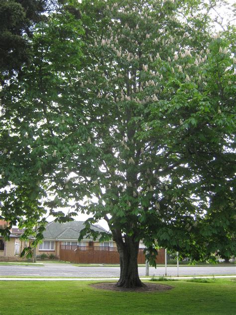 EXOTIC TREES The Trees Flowers Of Whangarei