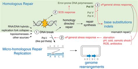 induced mutation