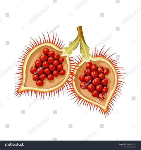 Planta De Achiote Más De 45 Ilustraciones Y Dibujos De Stock Con
