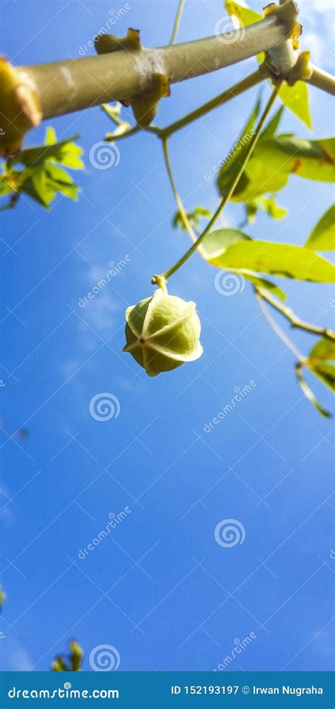Cassava Plant Seeds Stock Image Image Of People Computer 152193197