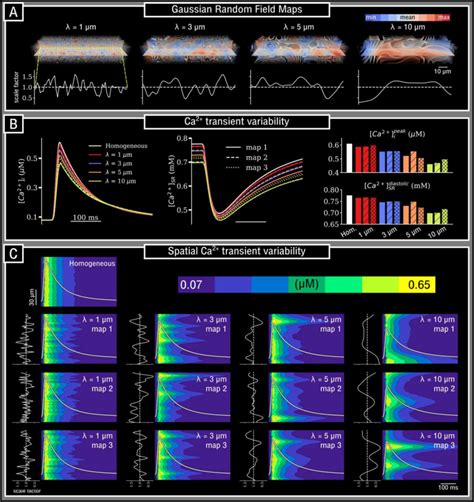 Ca 2 Transient Variability As A Consequence Of Serca2a Heterogeneity