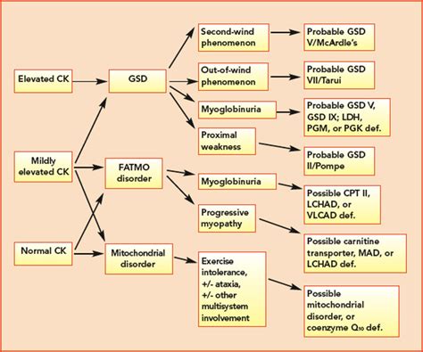 Diagnosis Myopathy The Rheumatologist