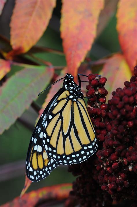 Monarch Butterfly On Fall Foliage