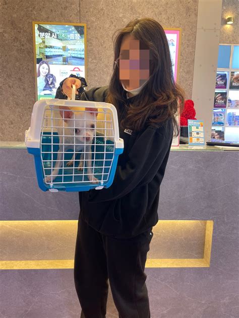 도그마루 보호소 치와와 허니 엑조틱크기 터키시앙고라크기 페르시안크기 하이랜드폴드크기 애완견크기 반려견크기 소형견무료입양사이트 중형견무료입양사이트 대형견무료입양사이트 미니