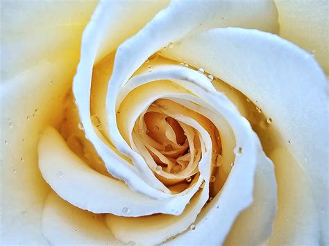 아름다운 꽃 장미 Pixabay의 무료 사진 Pixabay