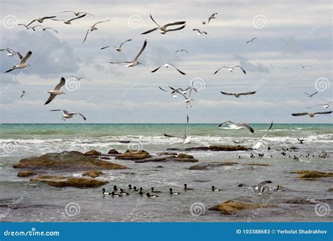 Caspian Sea Life