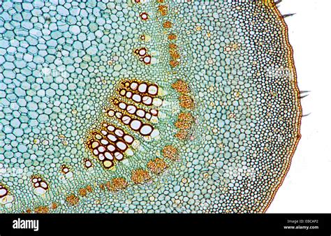 Xylem Phloem
