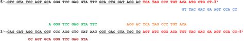 Alignment Of Primers And Probe To The Extended Rt Primer Sequence Top