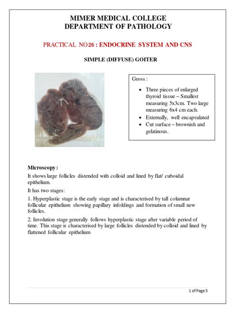 Practical No 26 Cns And Thyroid Pdf Thyroid Epithelium