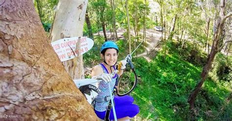 TreeTop Challenge At Tamborine Mountain From Gold Coast Klook Australia