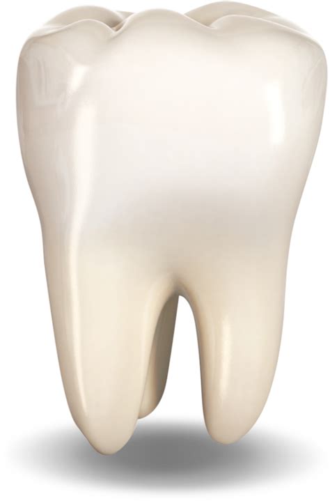 Real Tooth Png
