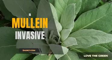 How To Prepare Mullein For Smoking A Step By Step Guide Shuncy