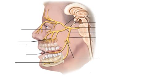Trigeminal Nerve Diagram Quizlet Trigeminal Nerve Diagram Quizlet