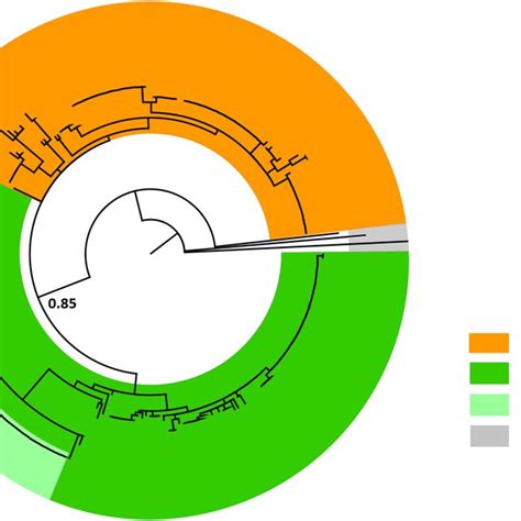 List Of Primers Used For Sequencing Mtdna D Loop Region Download