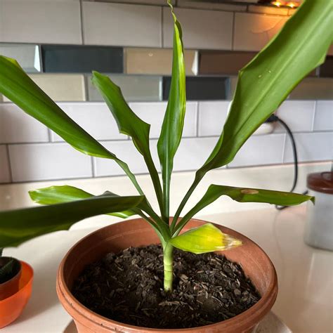 🌽 Corn Plant Roots 101