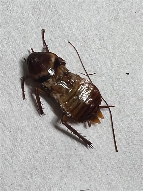 I Dissected A Roach Mit Admissions