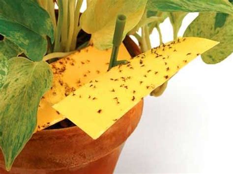 Позбудьтеся мошок на завжди Безпечно для розсади та кімнатних квітів