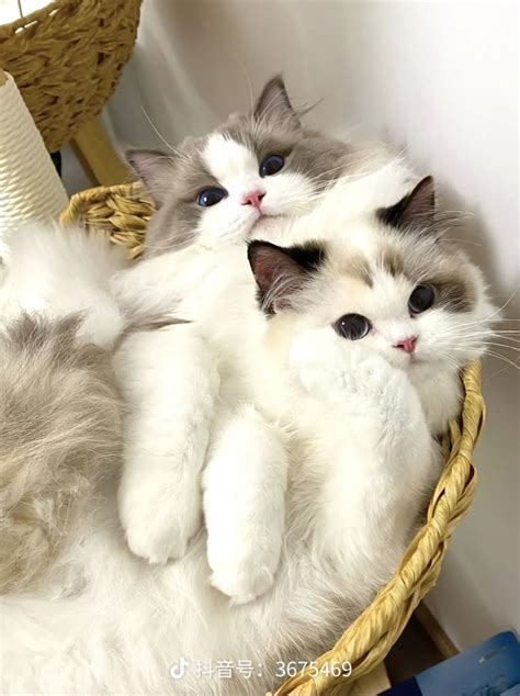 Pin By Thiên Kỳ On Pet Cute 🐶🐶 Ragdoll Cat Fluffy Cat Cat Breeds