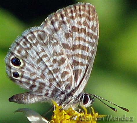 Cassius Blue Leptotes Cassius Cramer 1775 Butterflies And Moths Of