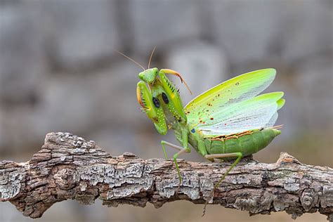 30000 Campamocha Fotografías De Stock Fotos E Imágenes Libres De