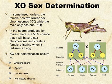 Genes And Inheritance Series Set 4 Ppt Video Online Download