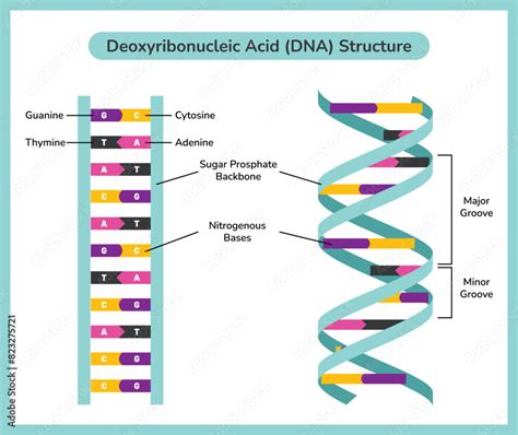 The Chemical Structure Of Dna Stock Vector Adobe Stock