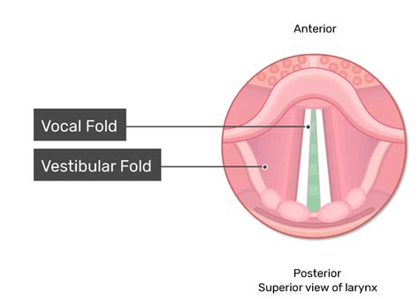 Glottis Definition Pdf The Speech Apparatus